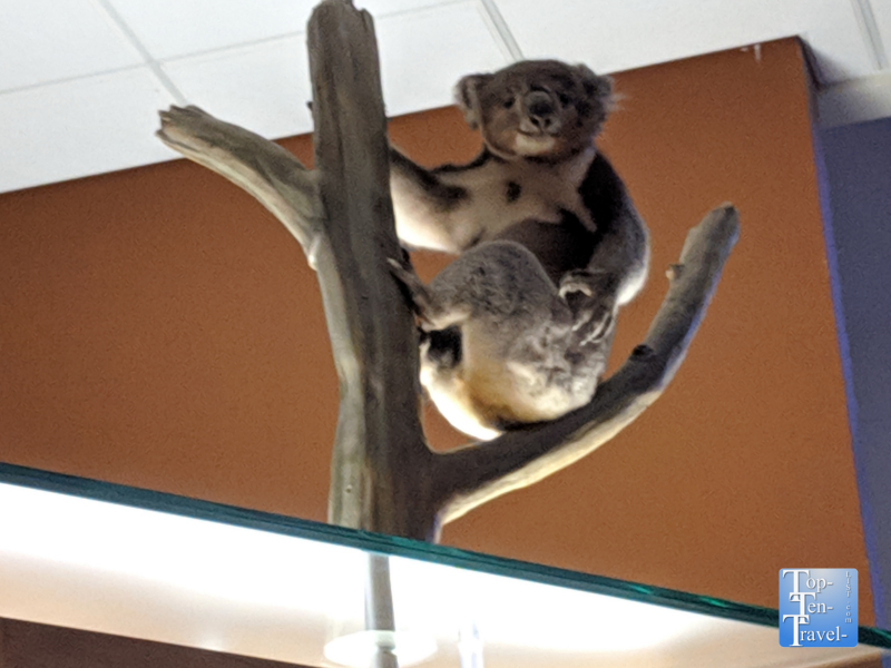 Attraction: Smithsonian National Museum of Natural History - Top Ten ...