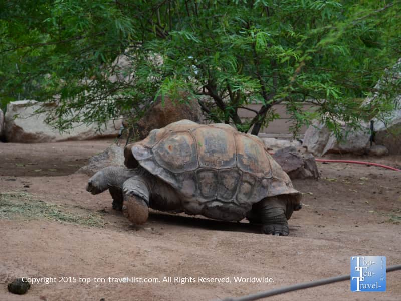 The Phoenix Zoo: A Gorgeous Landscaped Zoo in the Desert