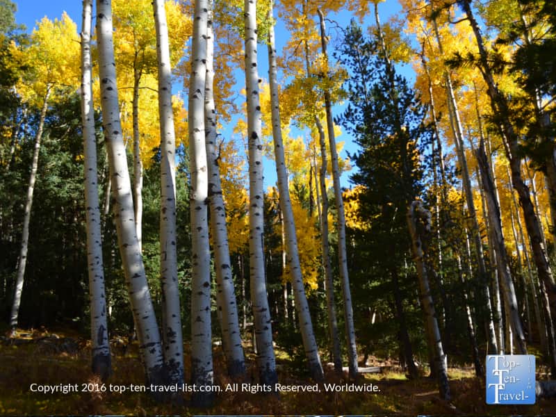 Autumn at Arizona Snowbowl: The Most Brilliant Golden Foliage