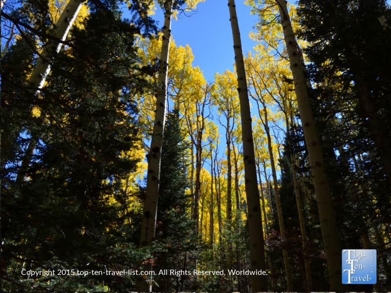 Hiking Inner Basin: Leaf Peeping in the San Francisco Peaks