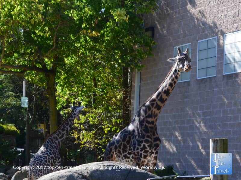 Roger Williams Park Zoo: The Best Zoo in New England